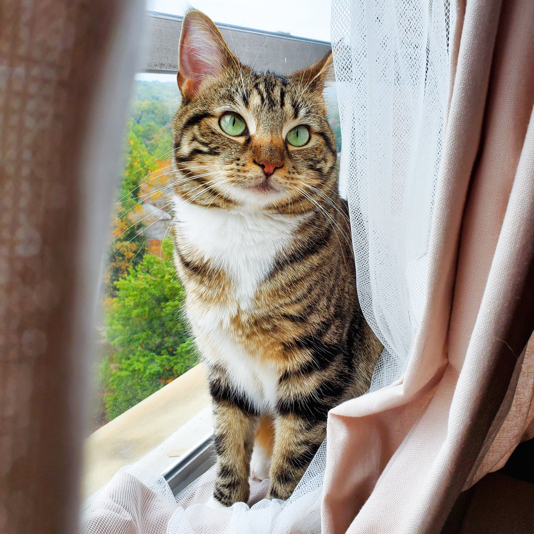 About Us – Abdul's Cats