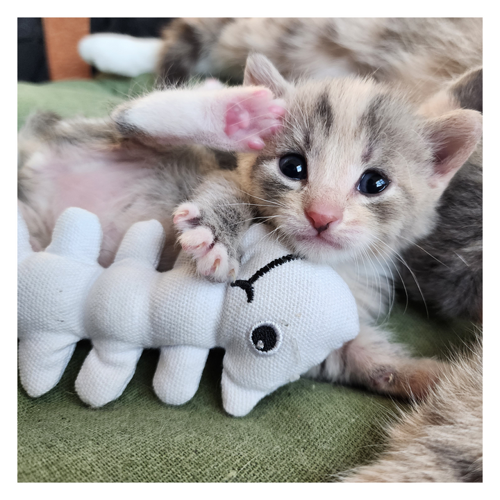 Cat Toys – Abdul's Cats